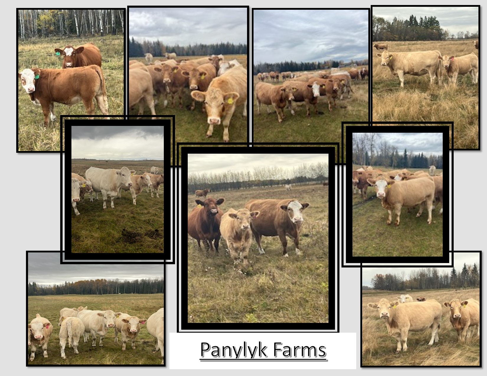 North Central Livestock Exchange | Special Sales