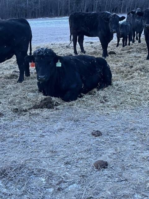 North Central Livestock Exchange